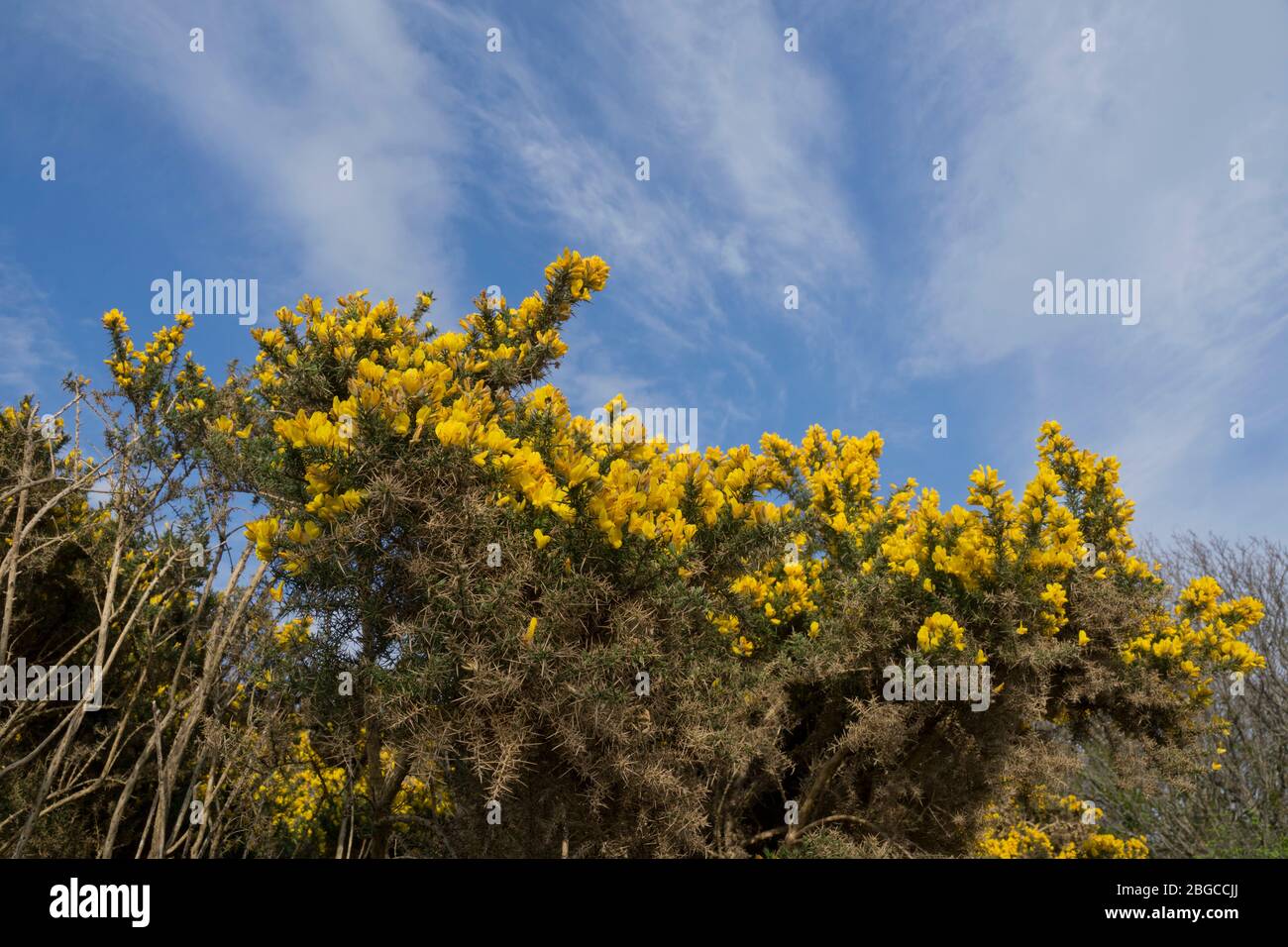 Penglais hi-res stock photography and images - Alamy