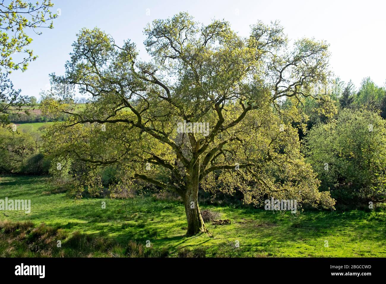 Old oak tree hi-res stock photography and images - Alamy