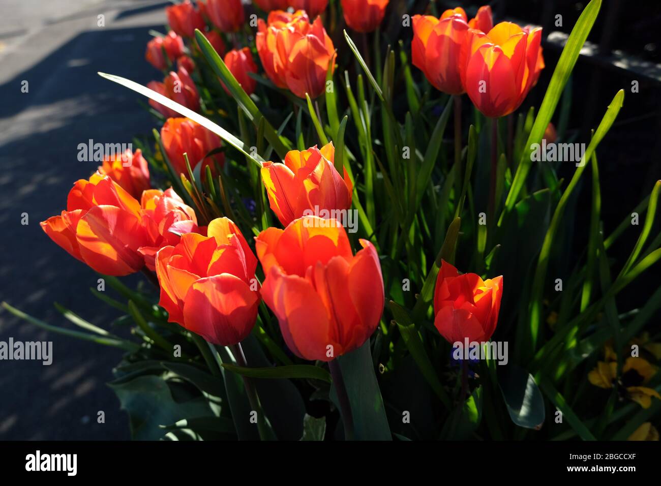 Flowers in Silverstone Village Stock Photo - Alamy