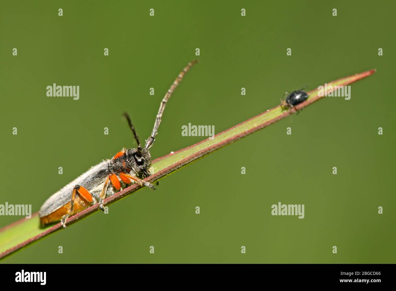 Classification of aphid species hi-res stock photography and images - Alamy