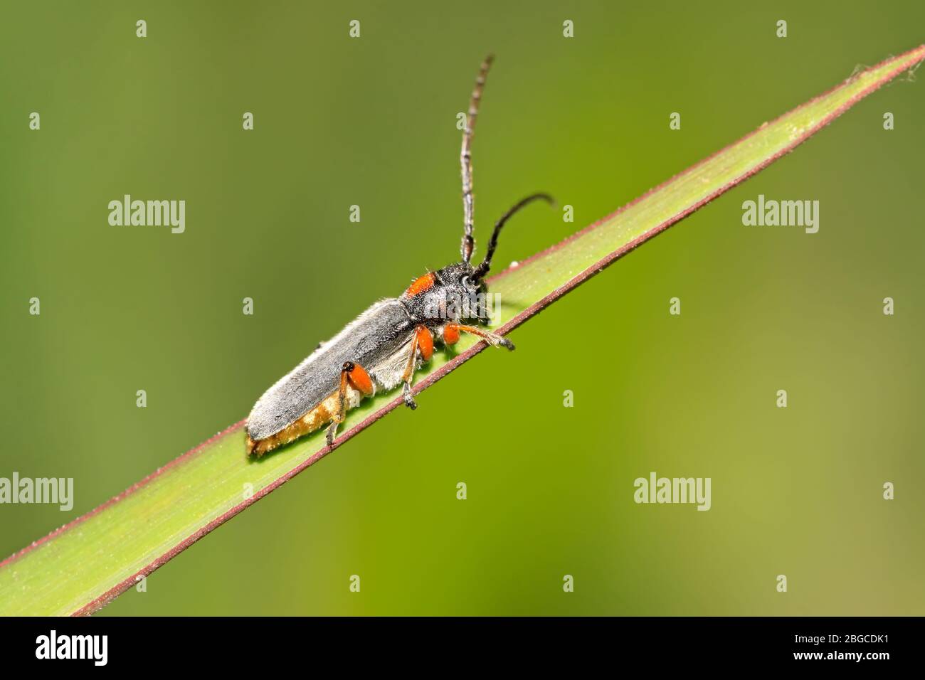 a kind of coleoptera cerambycidae insects, this insect with large ...