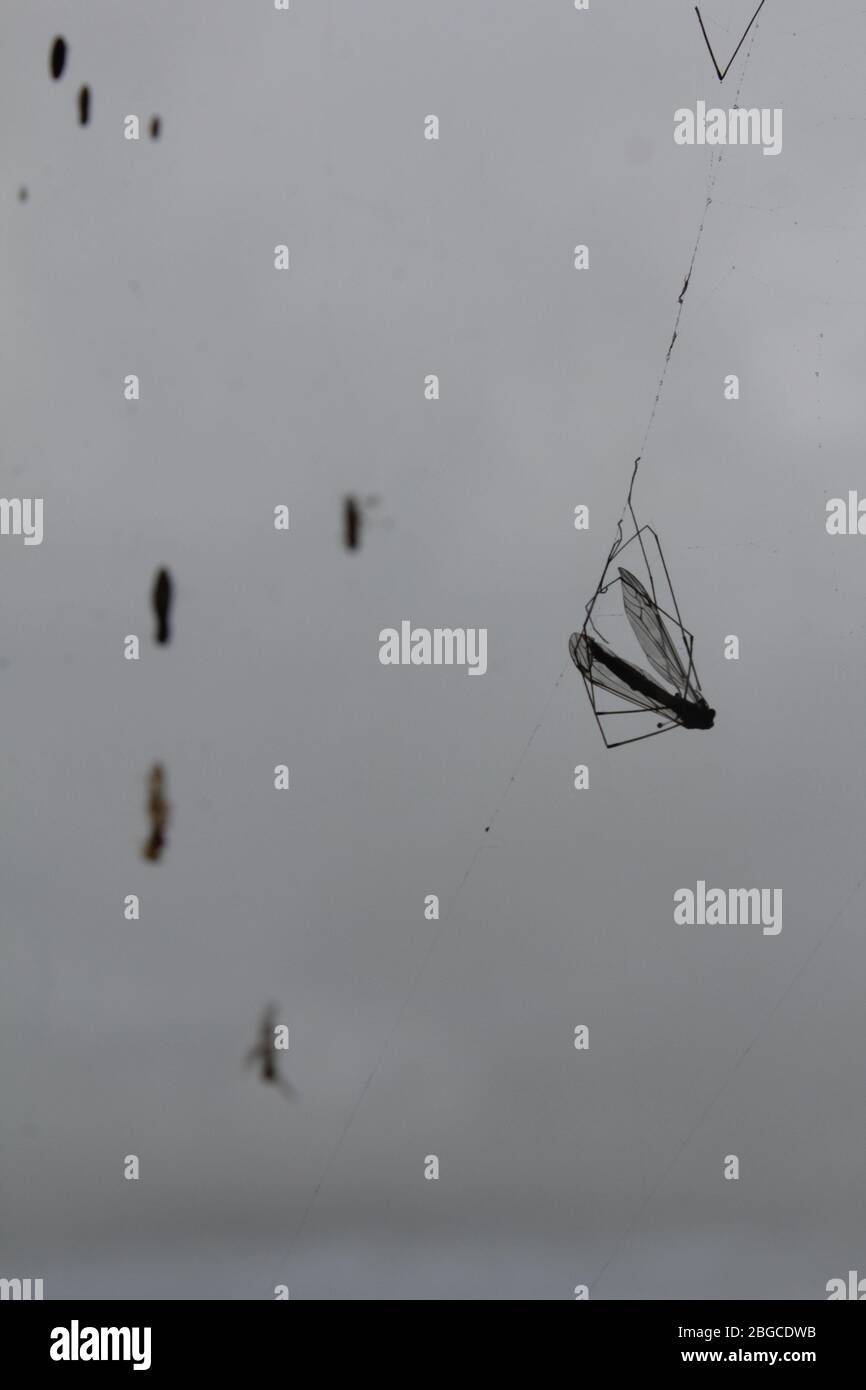 dead daddy long legs in spider web by window Stock Photo - Alamy