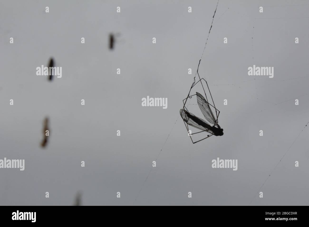 dead daddy long legs in spider web by window Stock Photo - Alamy
