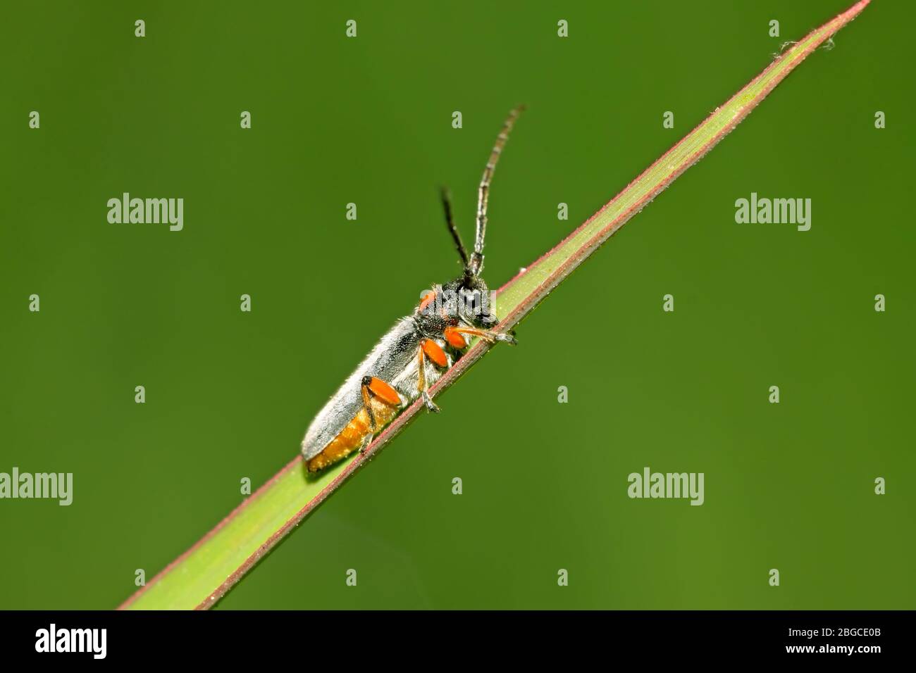 a kind of coleoptera cerambycidae insects, this insect with large ...