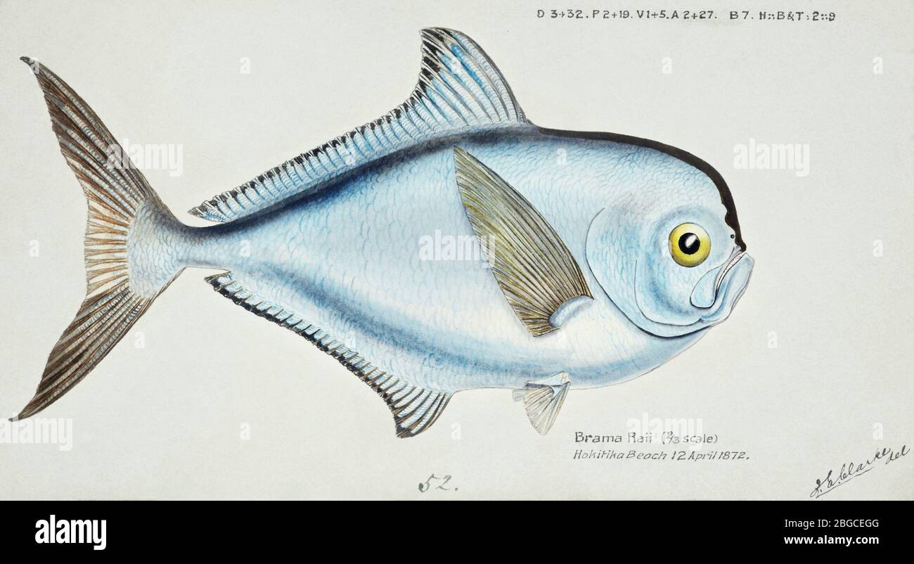 Rays bream brama brama fish hi-res stock photography and images - Alamy