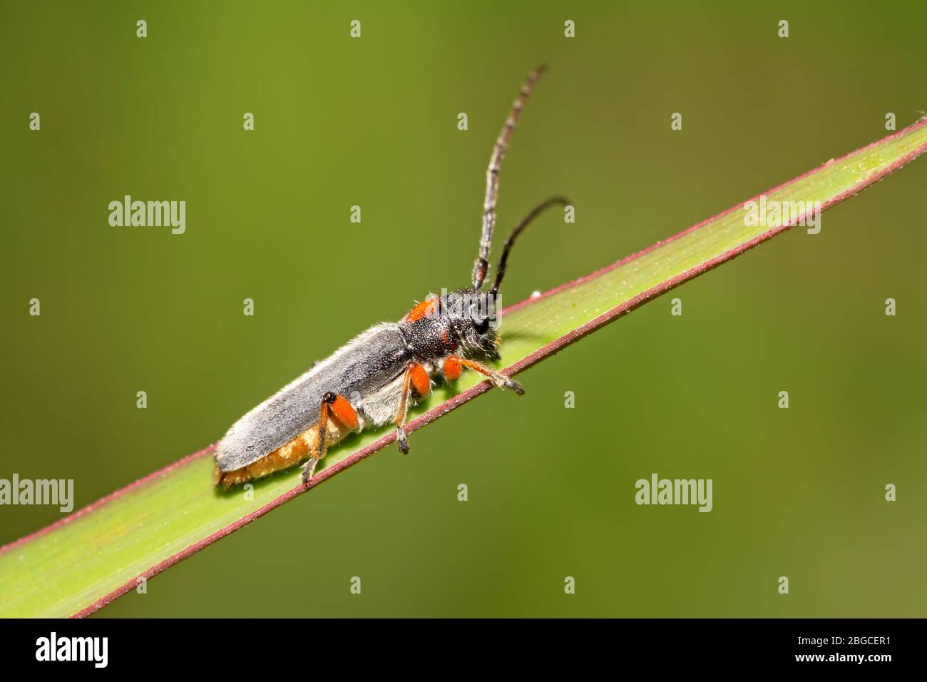 a kind of coleoptera cerambycidae insects, this insect with large ...