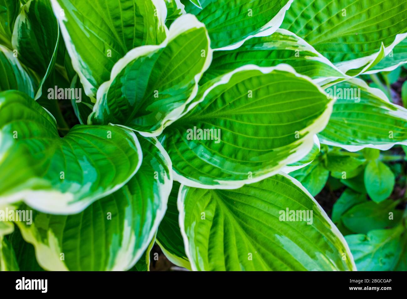 Hosta new leaves growing in Springtime UK Stock Photo - Alamy