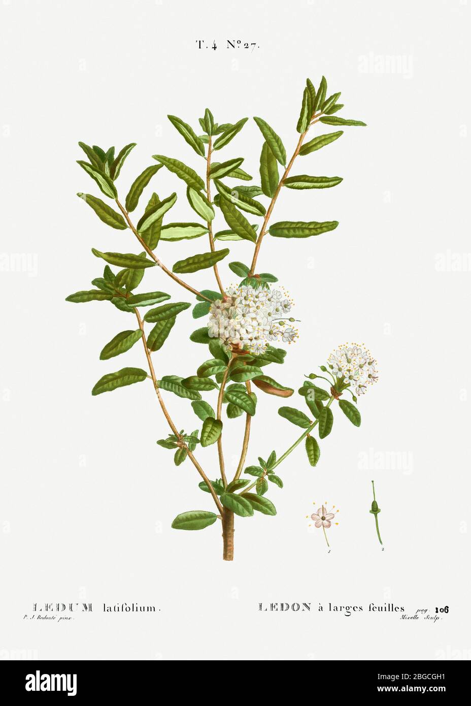 Bog labrador tea hi-res stock photography and images - Alamy