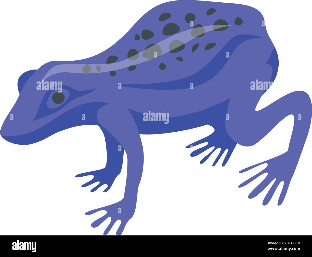 Black eyed tree frog Stock Vector Images - Alamy
