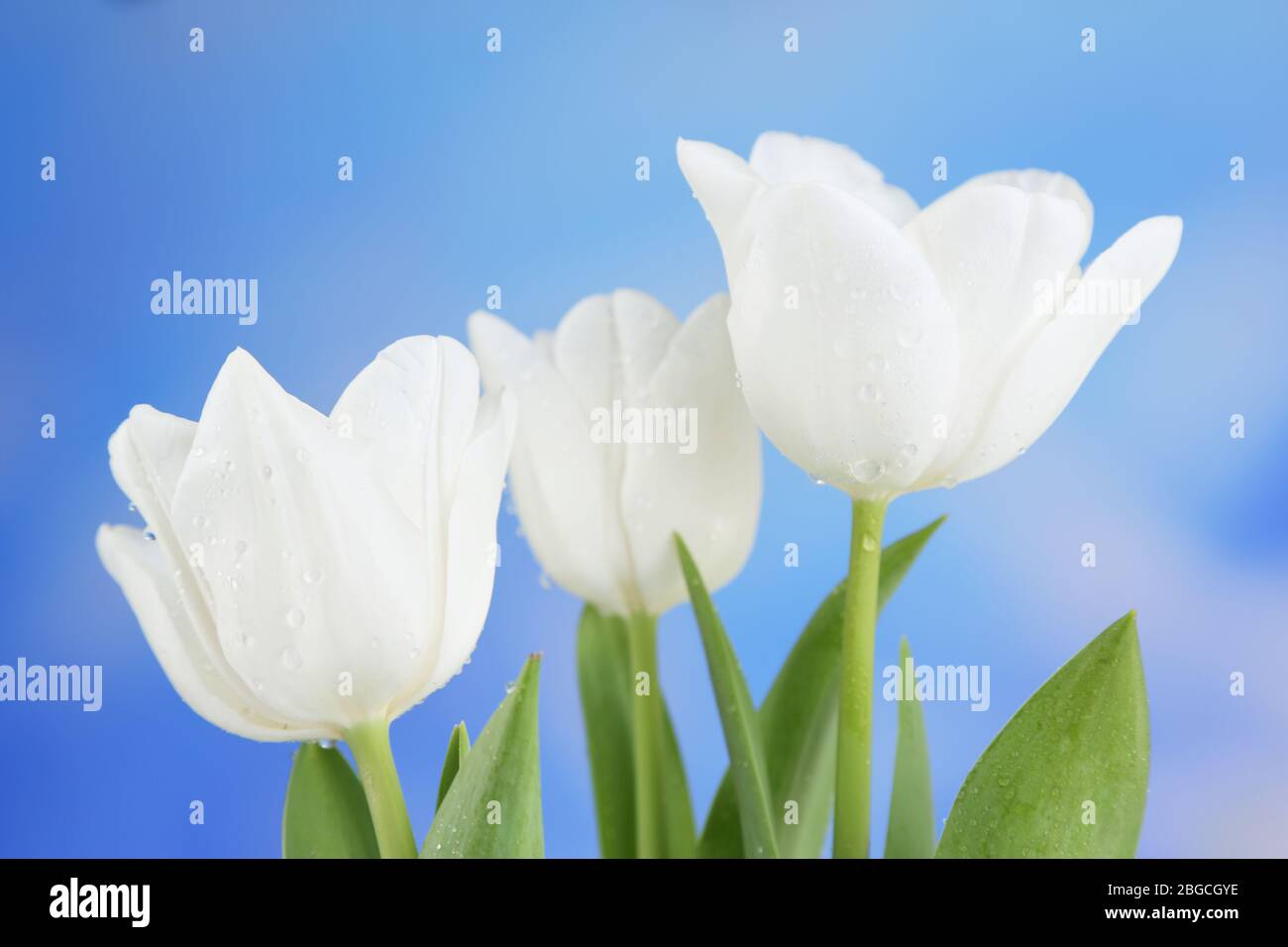 Beautiful tulips on bright background Stock Photo - Alamy