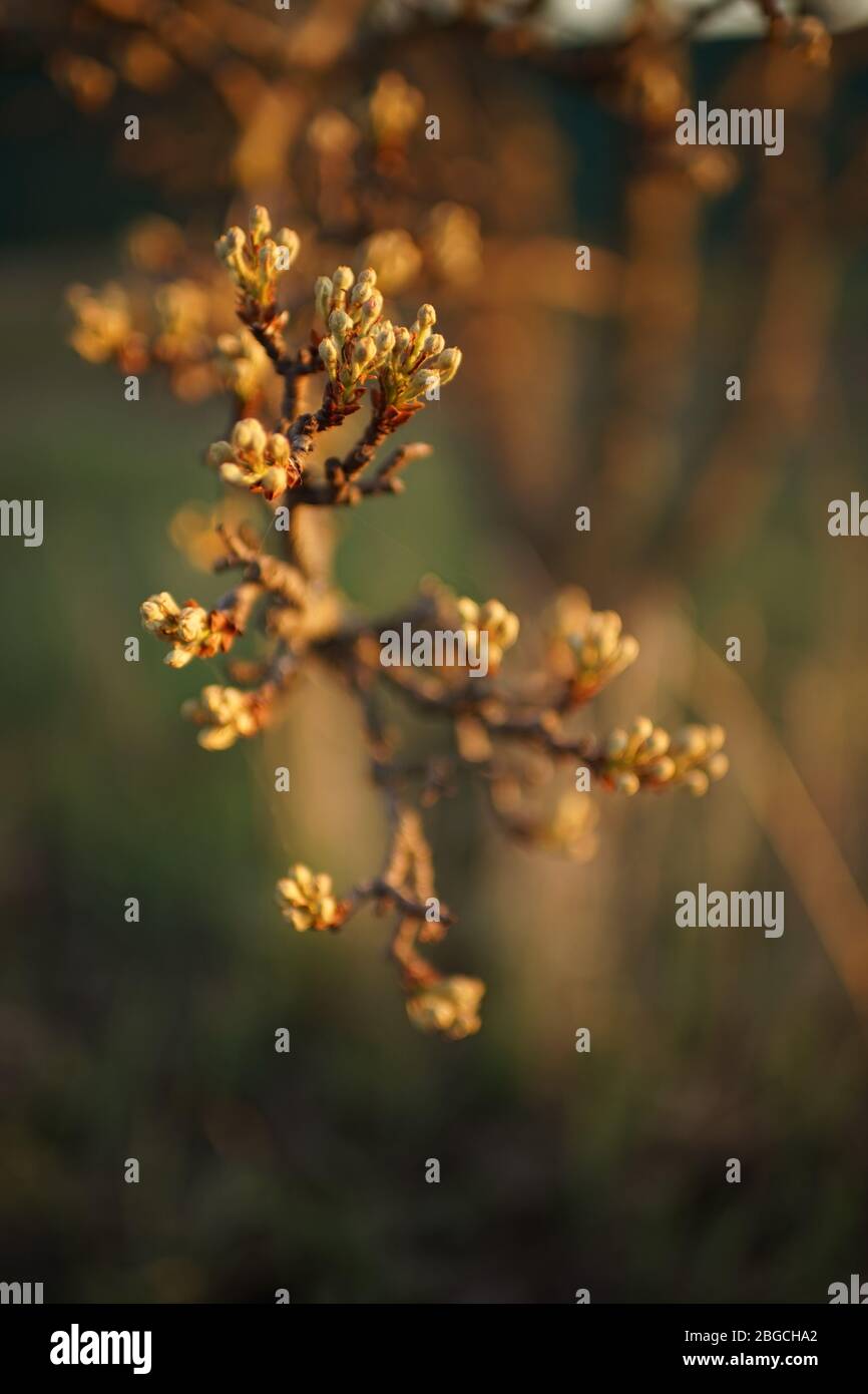 Cleveland pear tree hi-res stock photography and images - Alamy