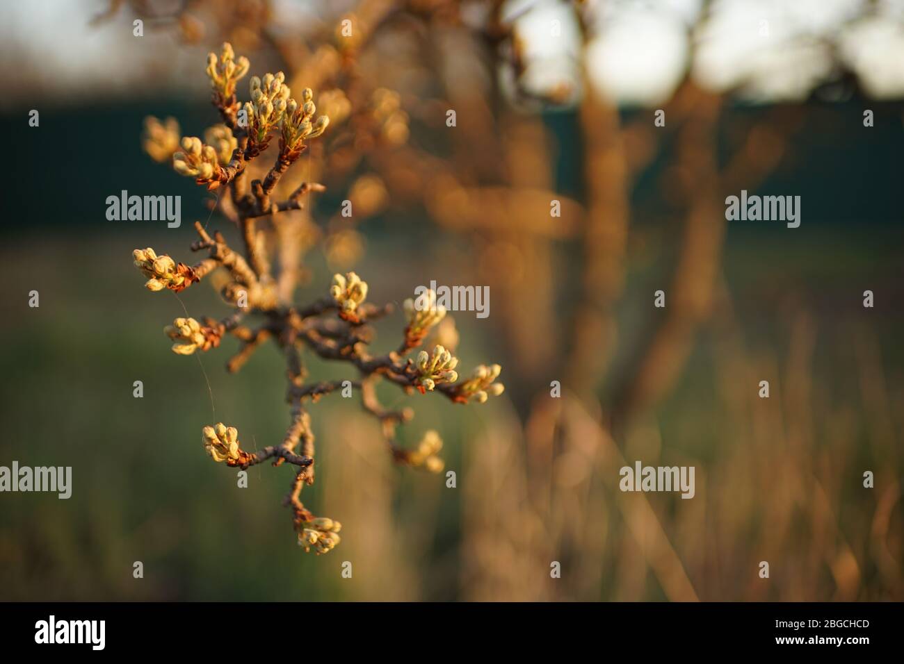 Blooming pear tree branch at sunset. Nature in spring Stock Photo - Alamy