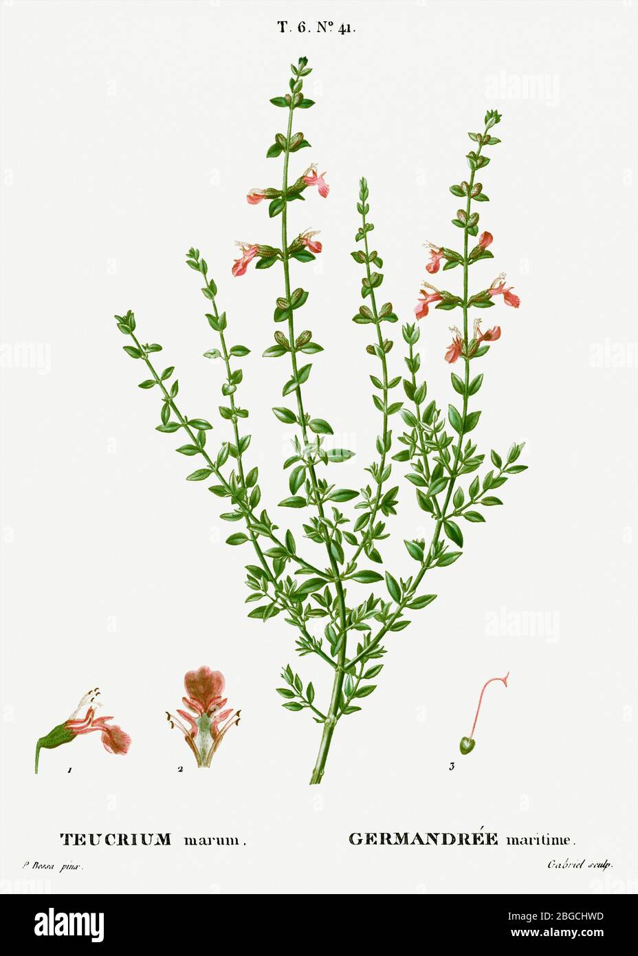 Cat thyme teucrium marum hi-res stock photography and images - Alamy