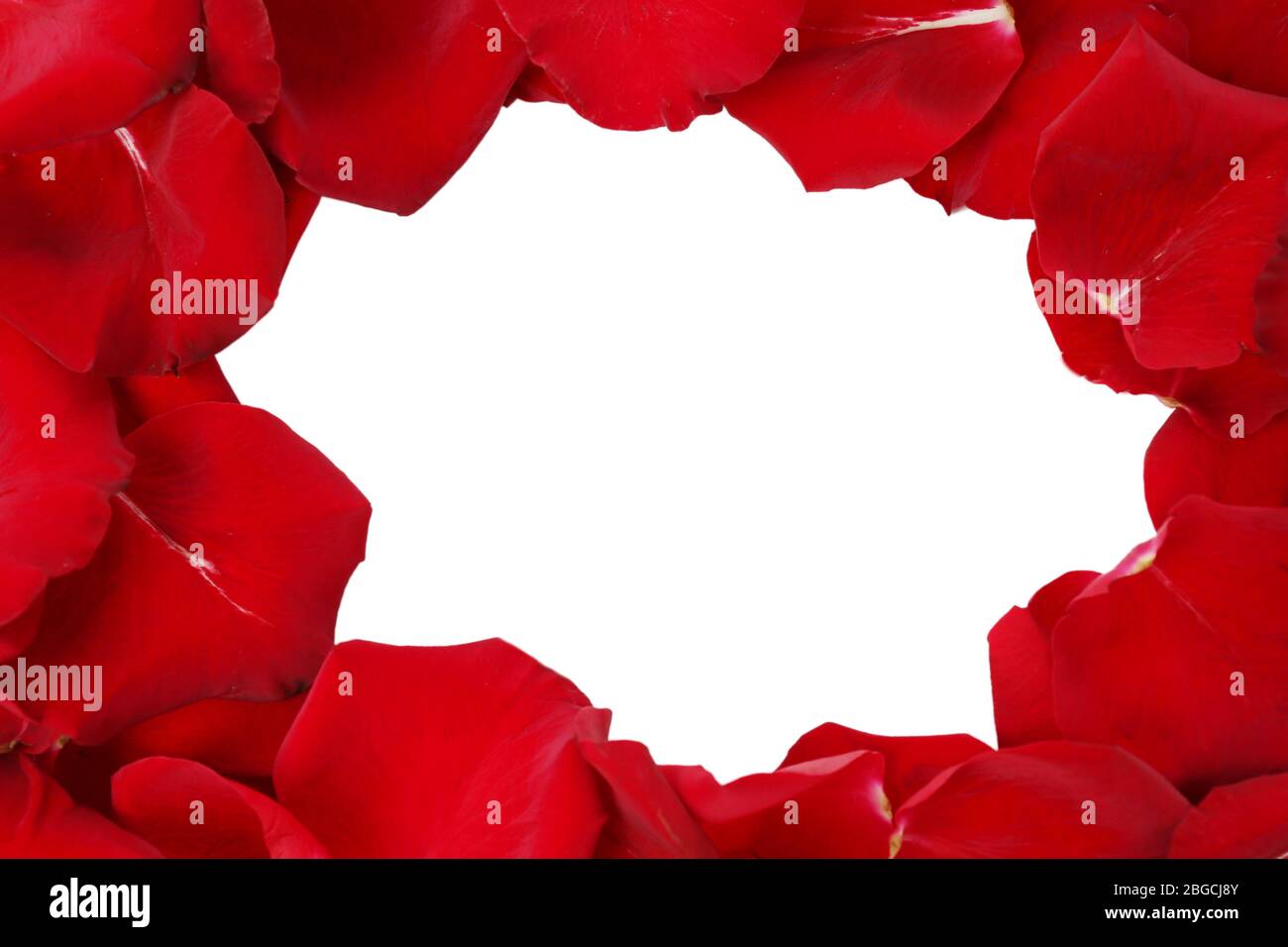 Beautiful red rose petals with white background Stock Photo - Alamy