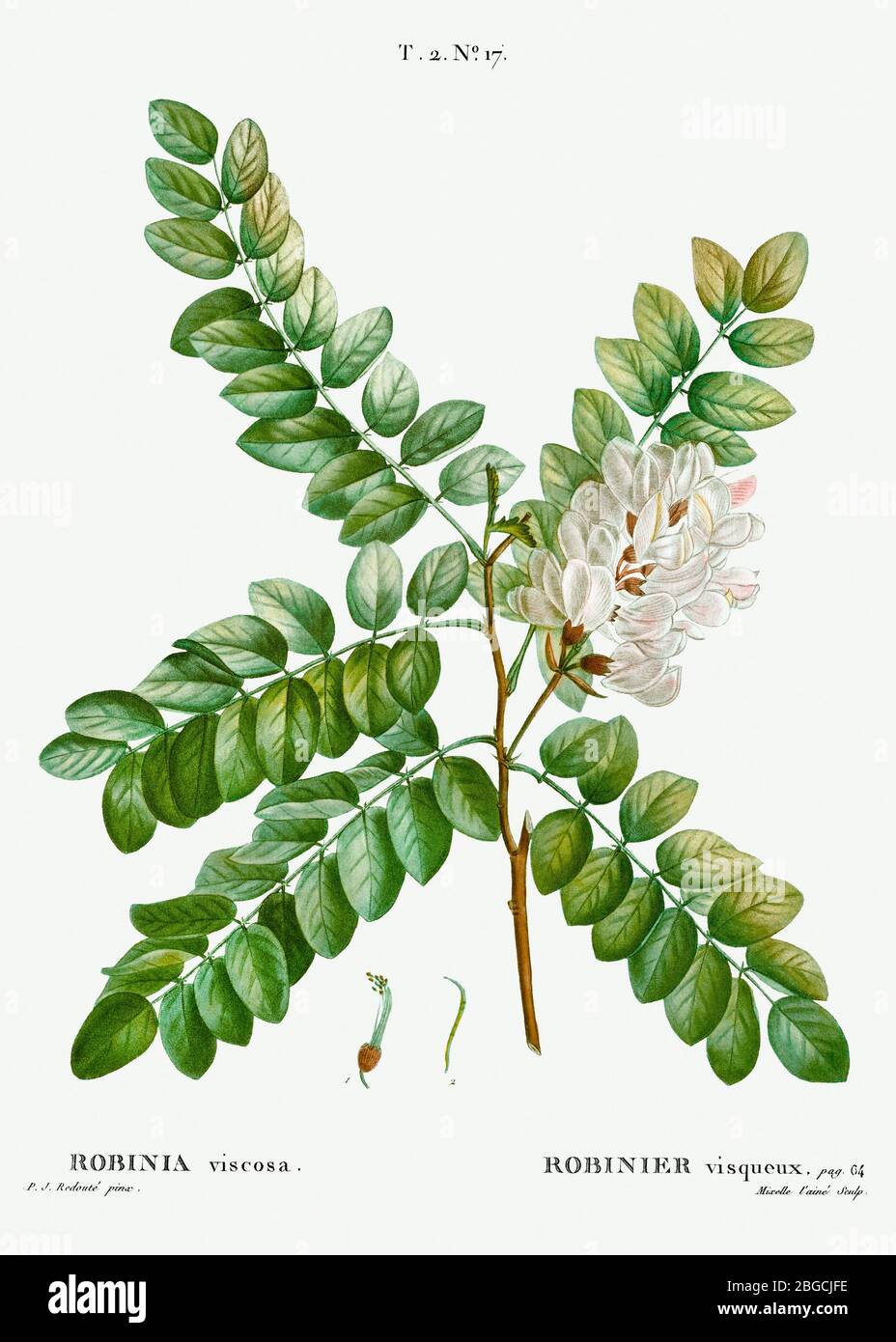Robinia viscosa hi-res stock photography and images - Alamy