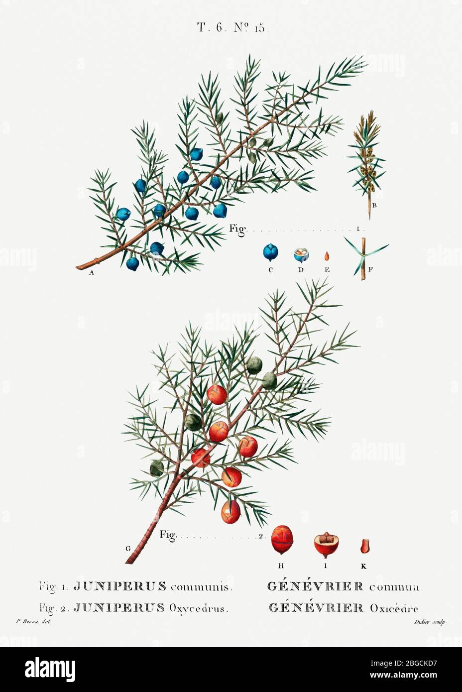 Botanical illustration of juniperus communis hi-res stock photography ...