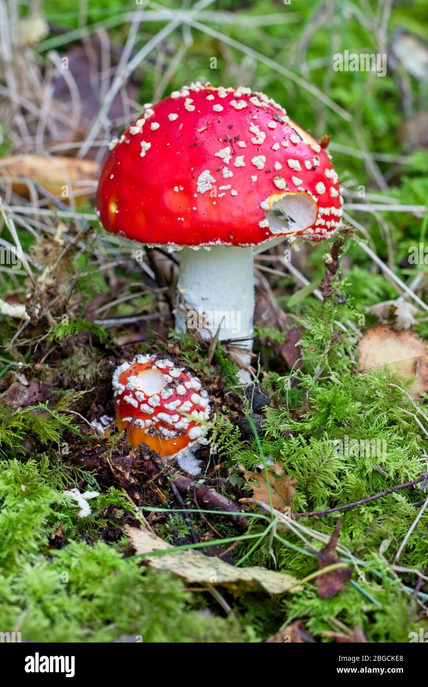 Fly Agaric (Amanita muscaria) toadstool, Tweeddale, Scottish Borders ...