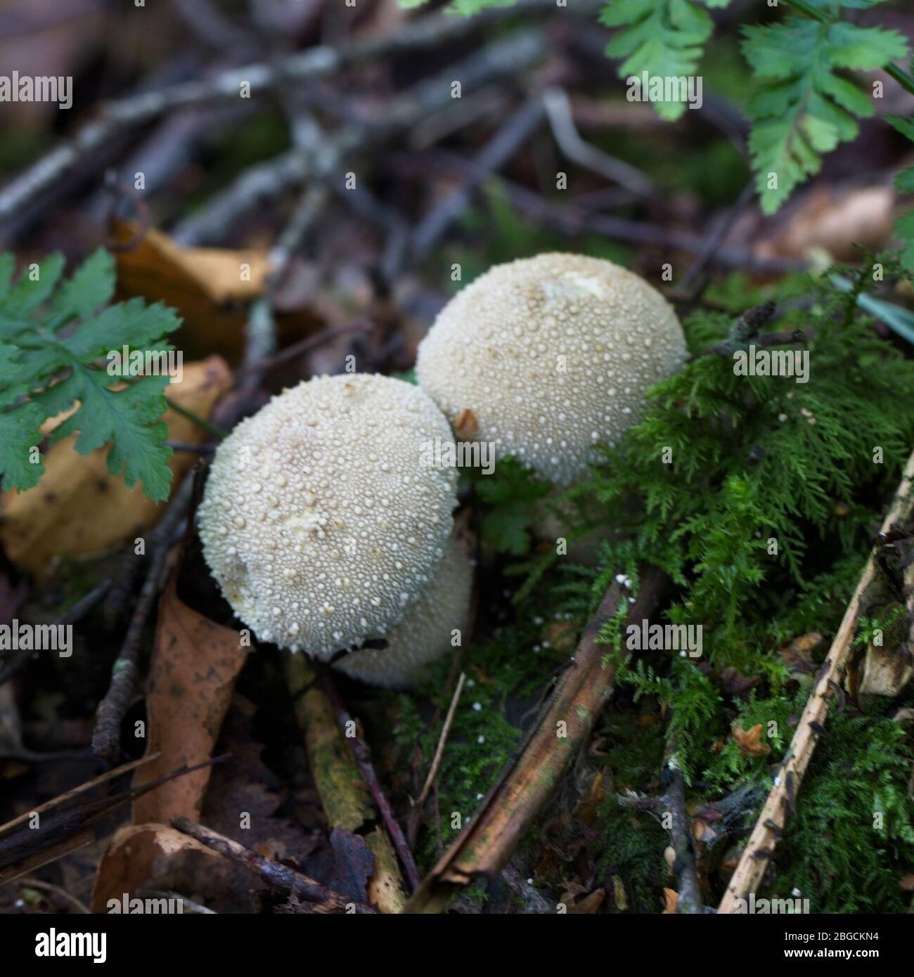 Common Puffball (Lycoperdon perlatum), small and developing, Tweeddale ...