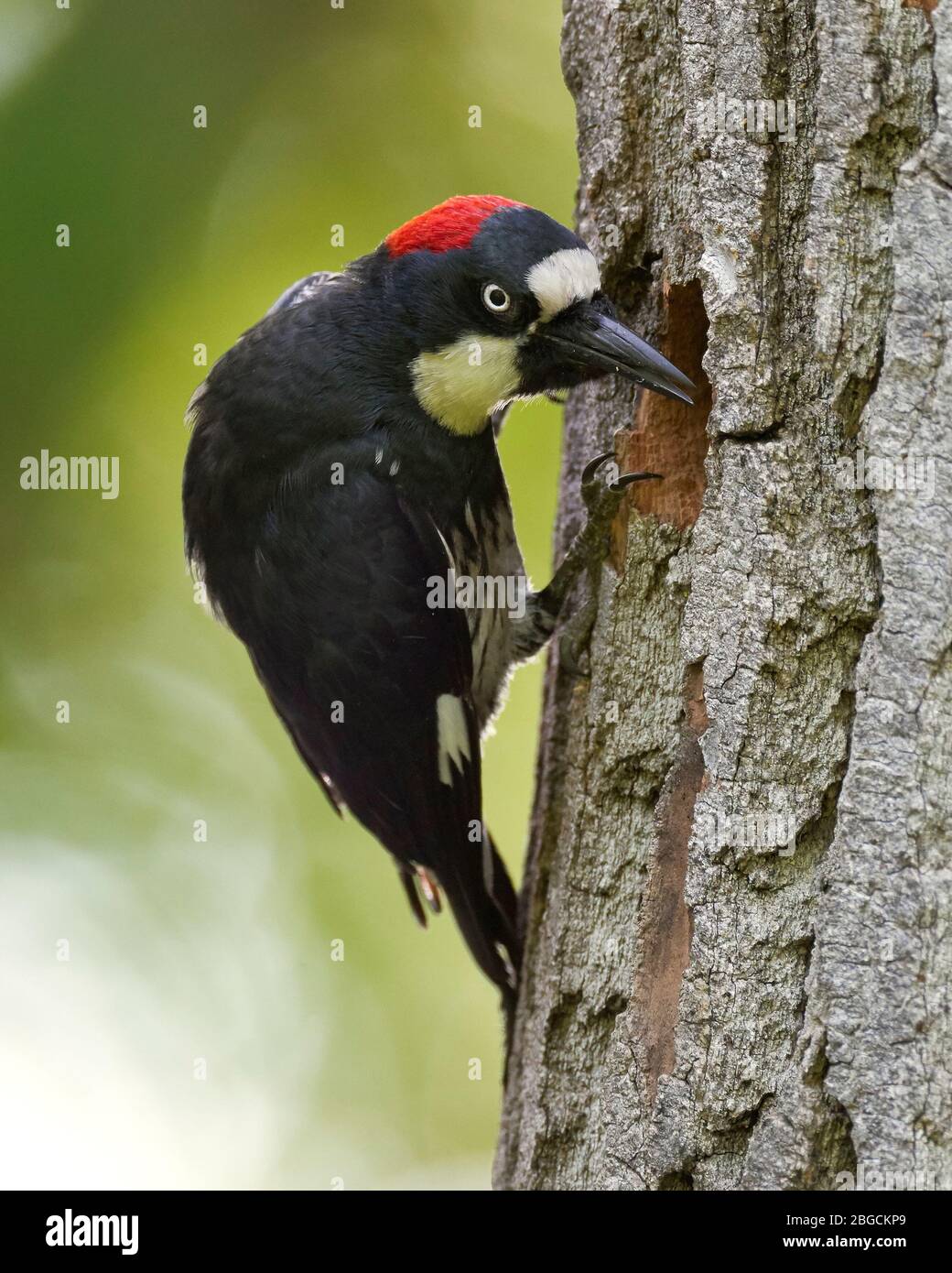Acorn Woodpecker (Melanerpes formicivorus), Sacramento County ...