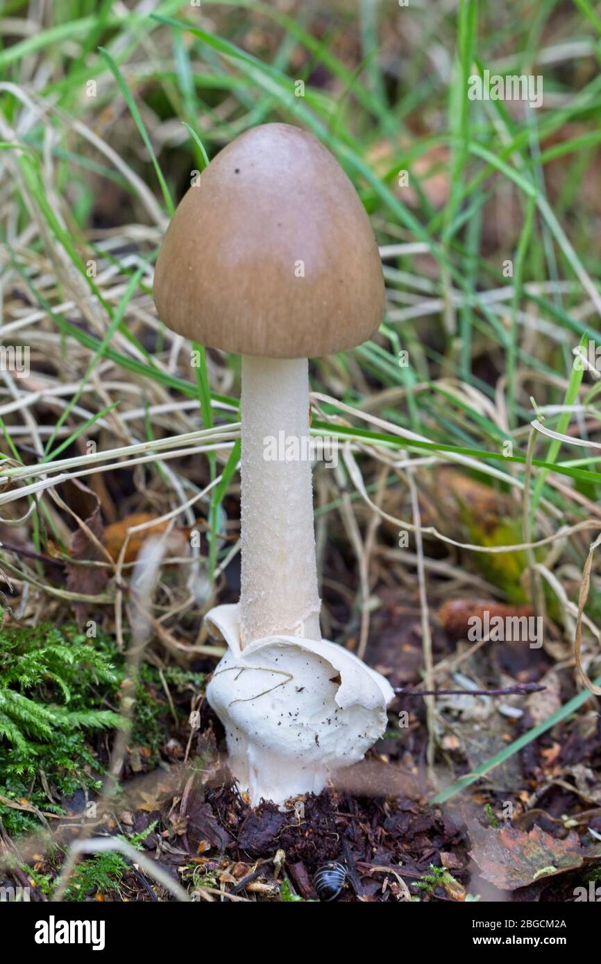 Toadstool, Tweeddale, Scottish Borders, Scotland, UK Stock Photo - Alamy