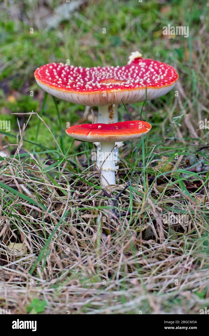 Fly Agaric (Amanita muscaria) toadstool, Tweeddale, Scottish Borders ...