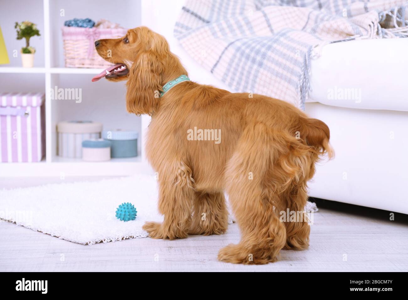 Beautiful cocker spaniel in room Stock Photo - Alamy