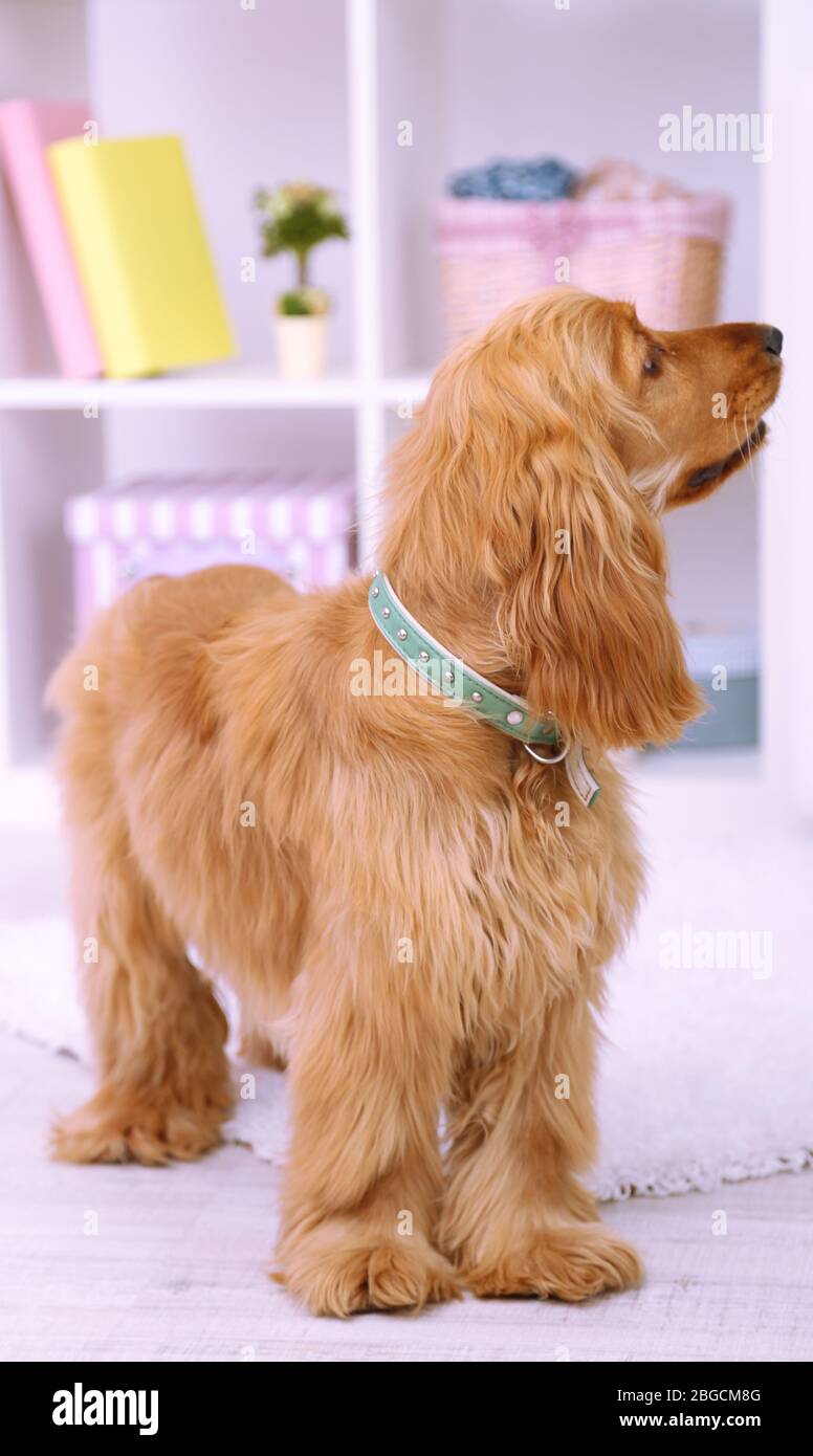 Beautiful cocker spaniel in room Stock Photo - Alamy