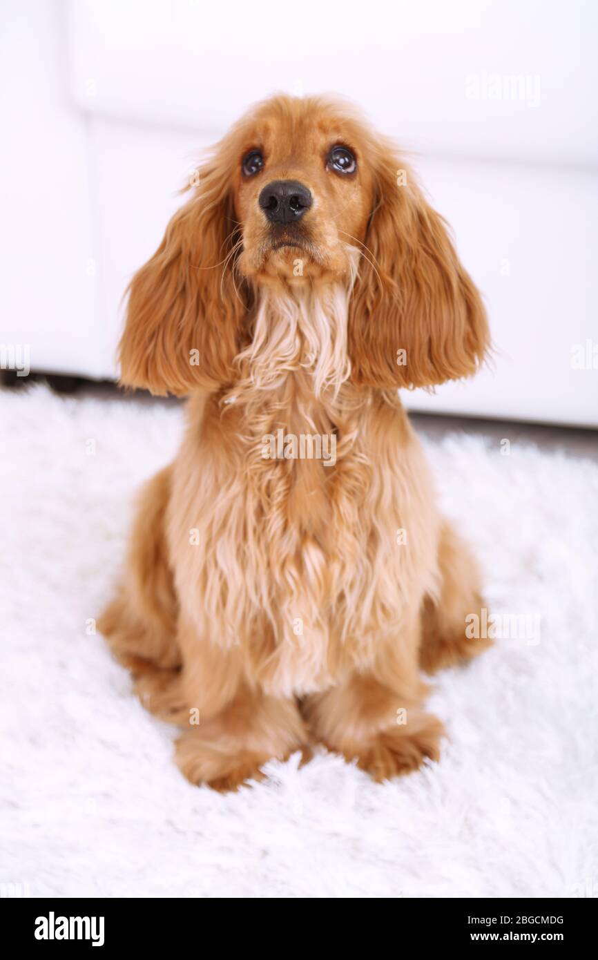 Beautiful cocker spaniel in room Stock Photo - Alamy