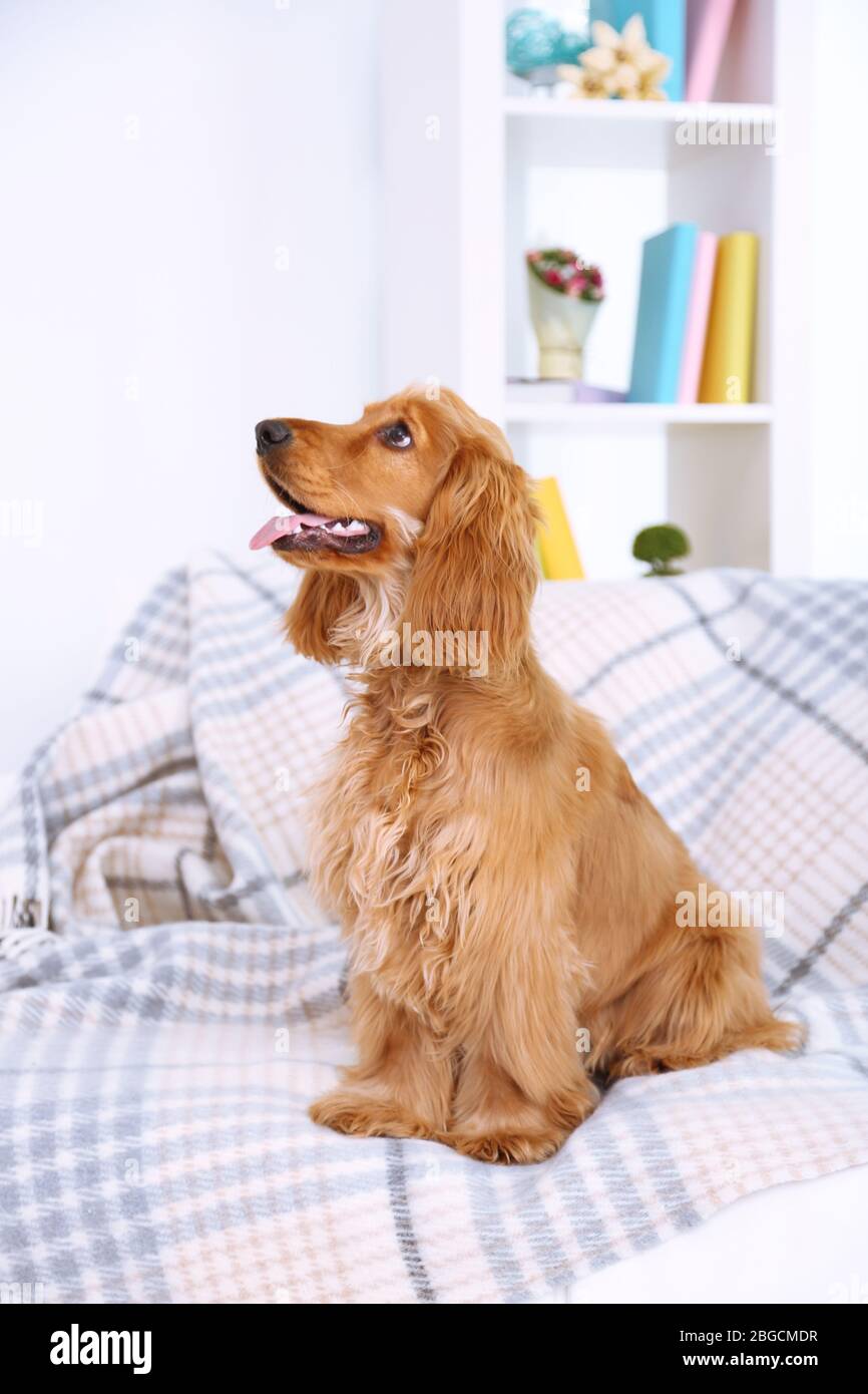 Beautiful cocker spaniel on couch in room Stock Photo - Alamy