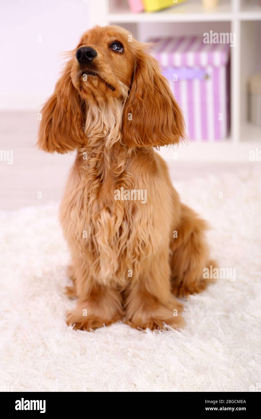 Beautiful cocker spaniel in room Stock Photo - Alamy