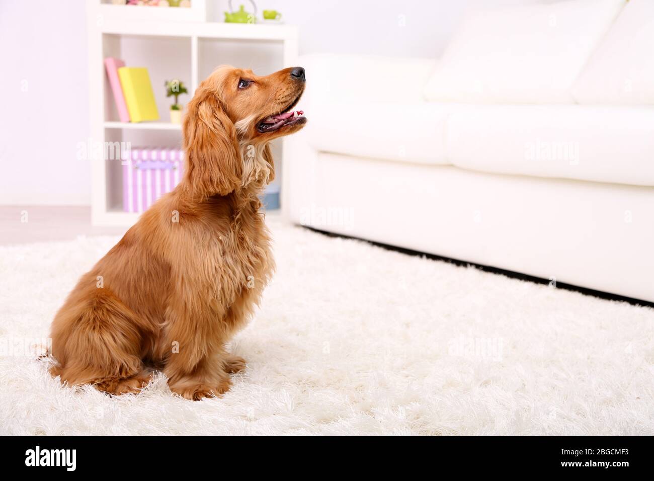 Beautiful cocker spaniel in room Stock Photo - Alamy