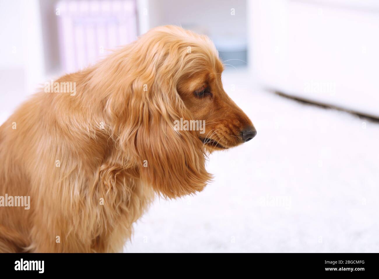 Beautiful cocker spaniel in room Stock Photo - Alamy