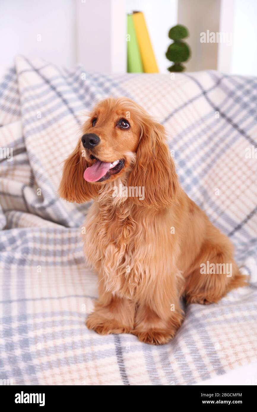 Beautiful cocker spaniel on couch in room Stock Photo - Alamy