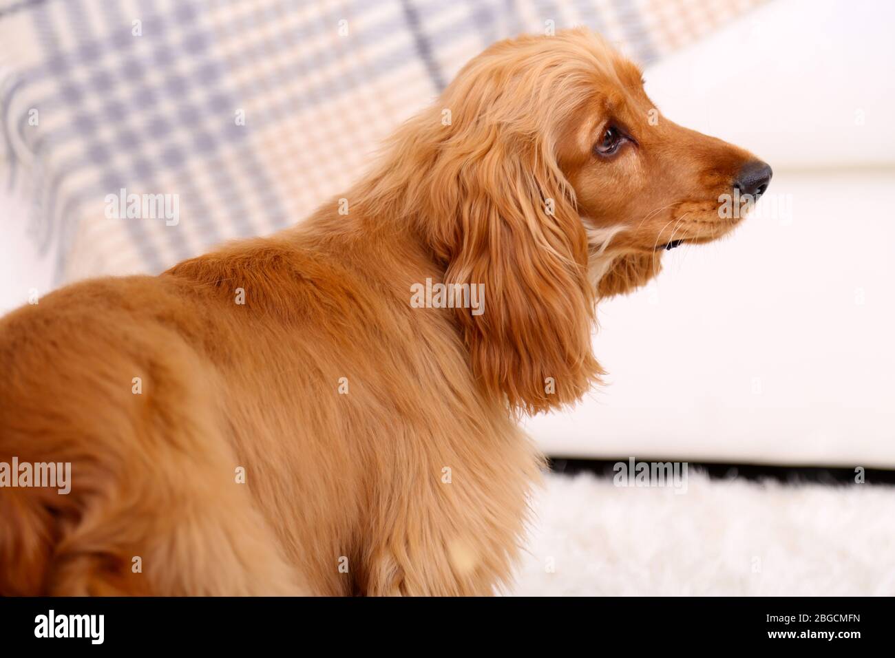 Beautiful cocker spaniel in room Stock Photo - Alamy