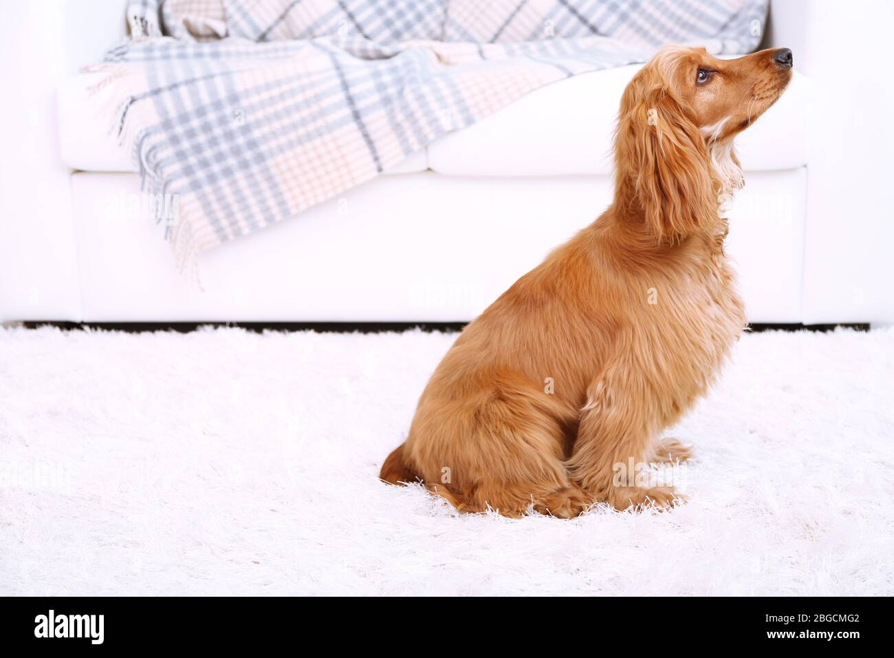 Beautiful cocker spaniel in room Stock Photo - Alamy