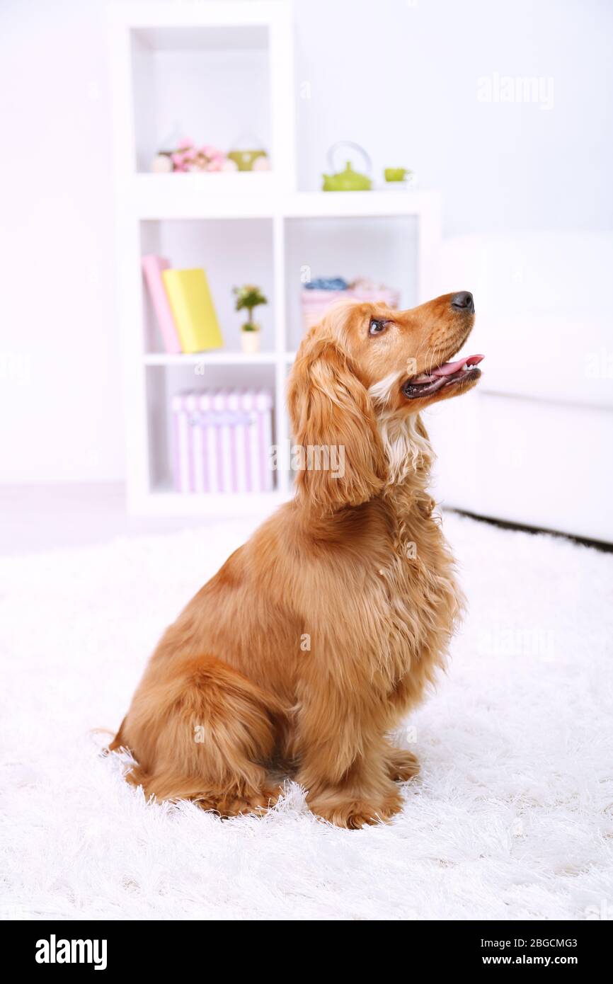 Beautiful cocker spaniel in room Stock Photo - Alamy