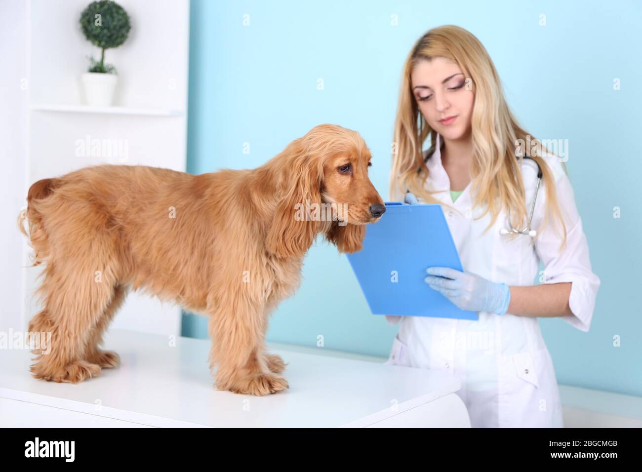 Beautiful young female veterinarian with dog in clinic Stock Photo - Alamy