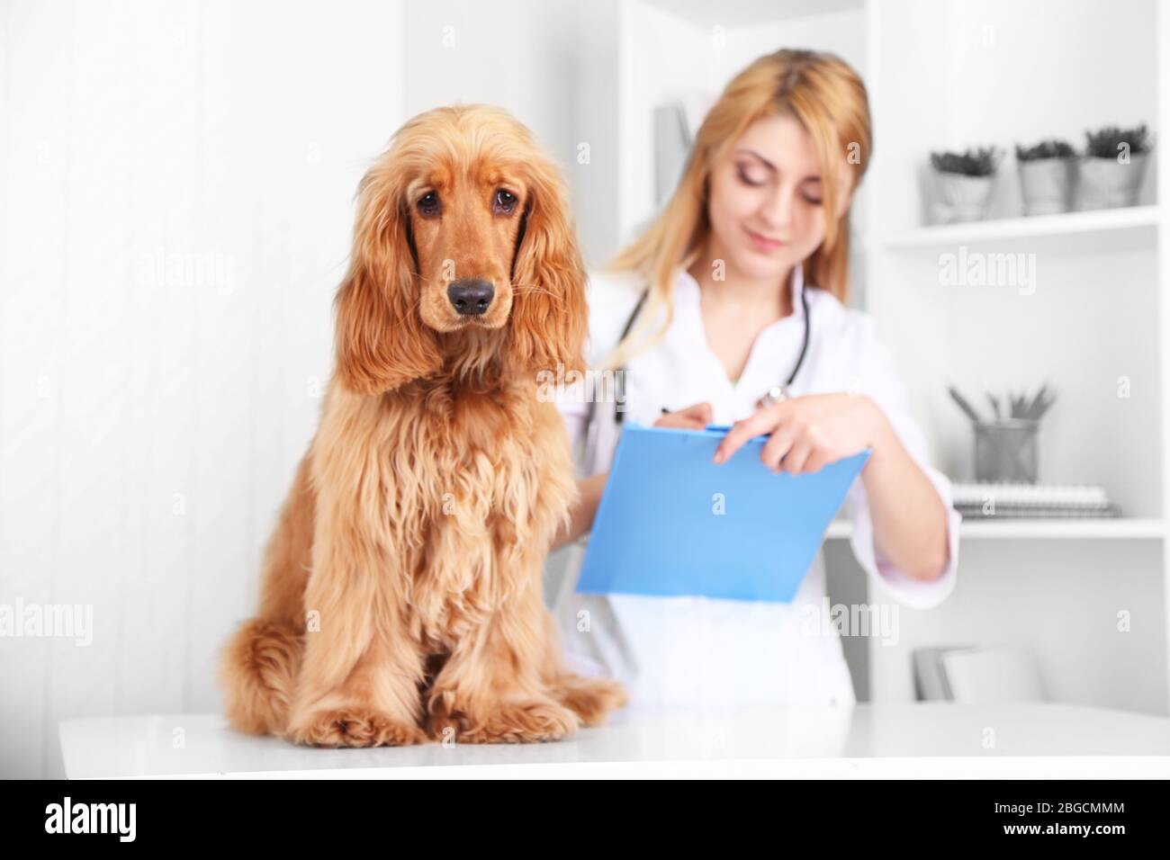 Beautiful young female veterinarian with dog in clinic Stock Photo - Alamy