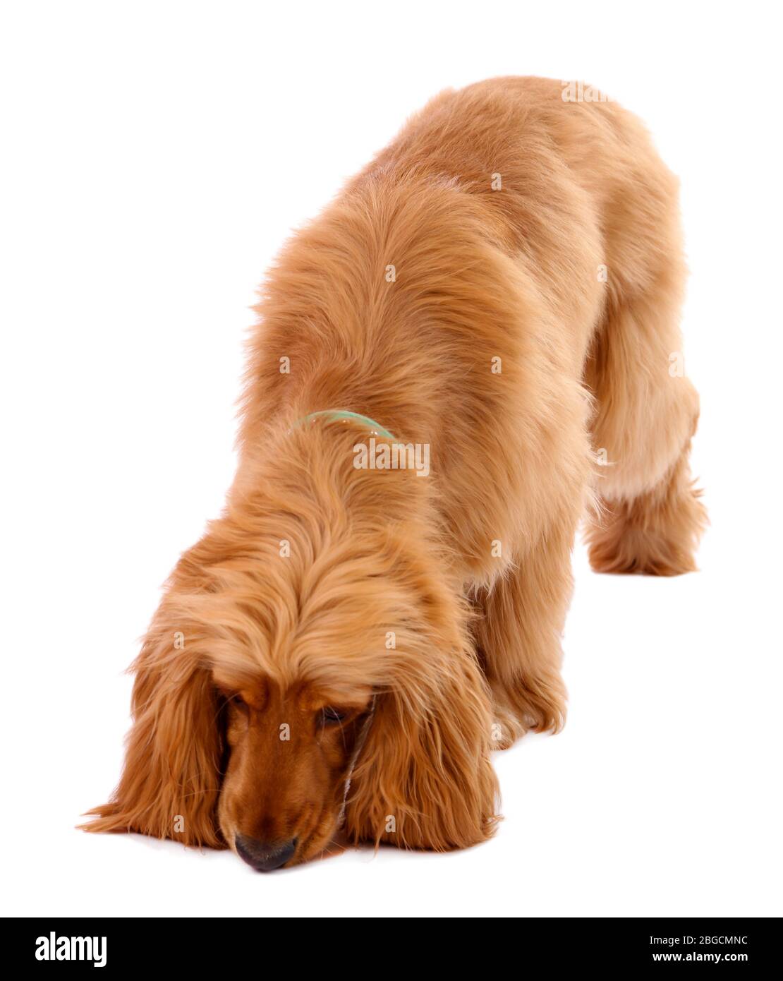 Beautiful cocker spaniel isolated on white Stock Photo - Alamy