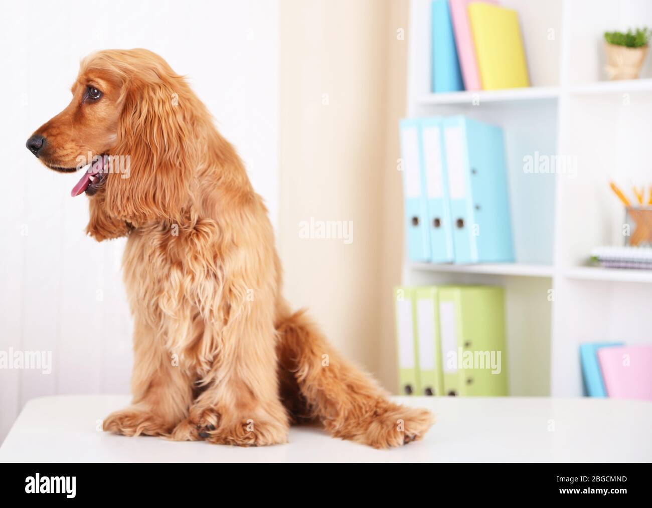 Beautiful cocker spaniel on bright background Stock Photo - Alamy