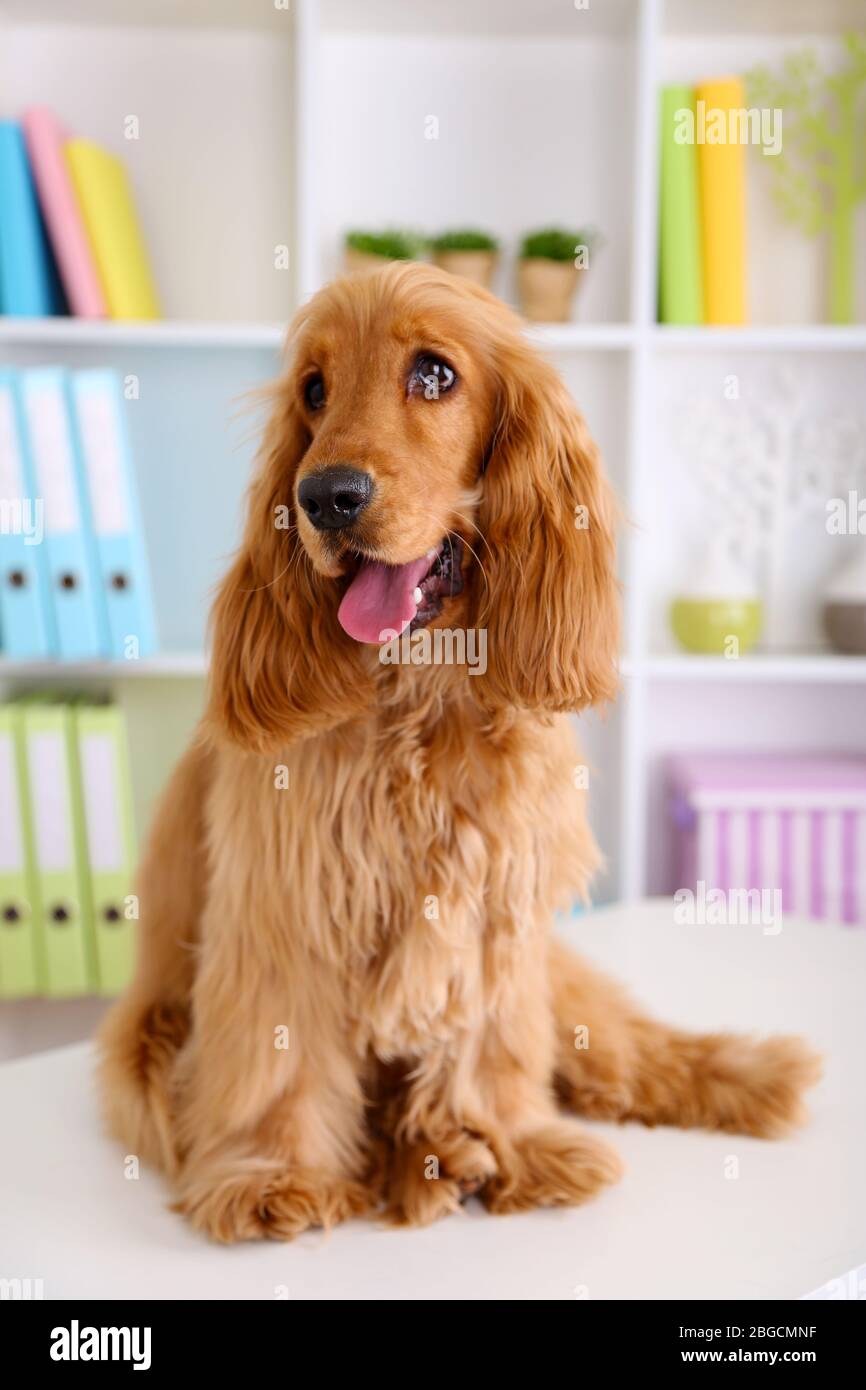 Beautiful cocker spaniel on bright background Stock Photo - Alamy