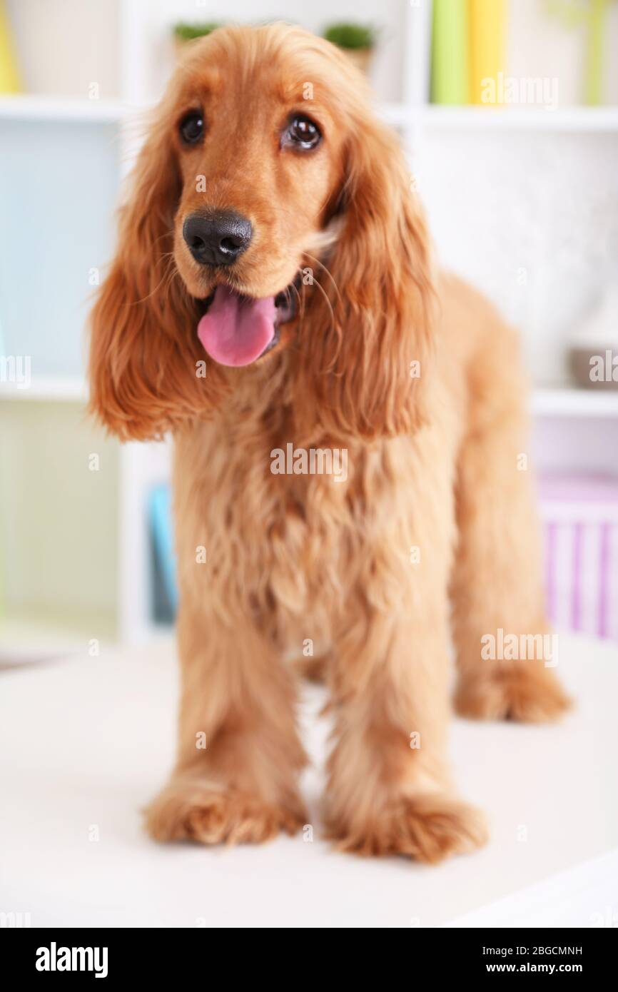 Beautiful cocker spaniel on bright background Stock Photo - Alamy