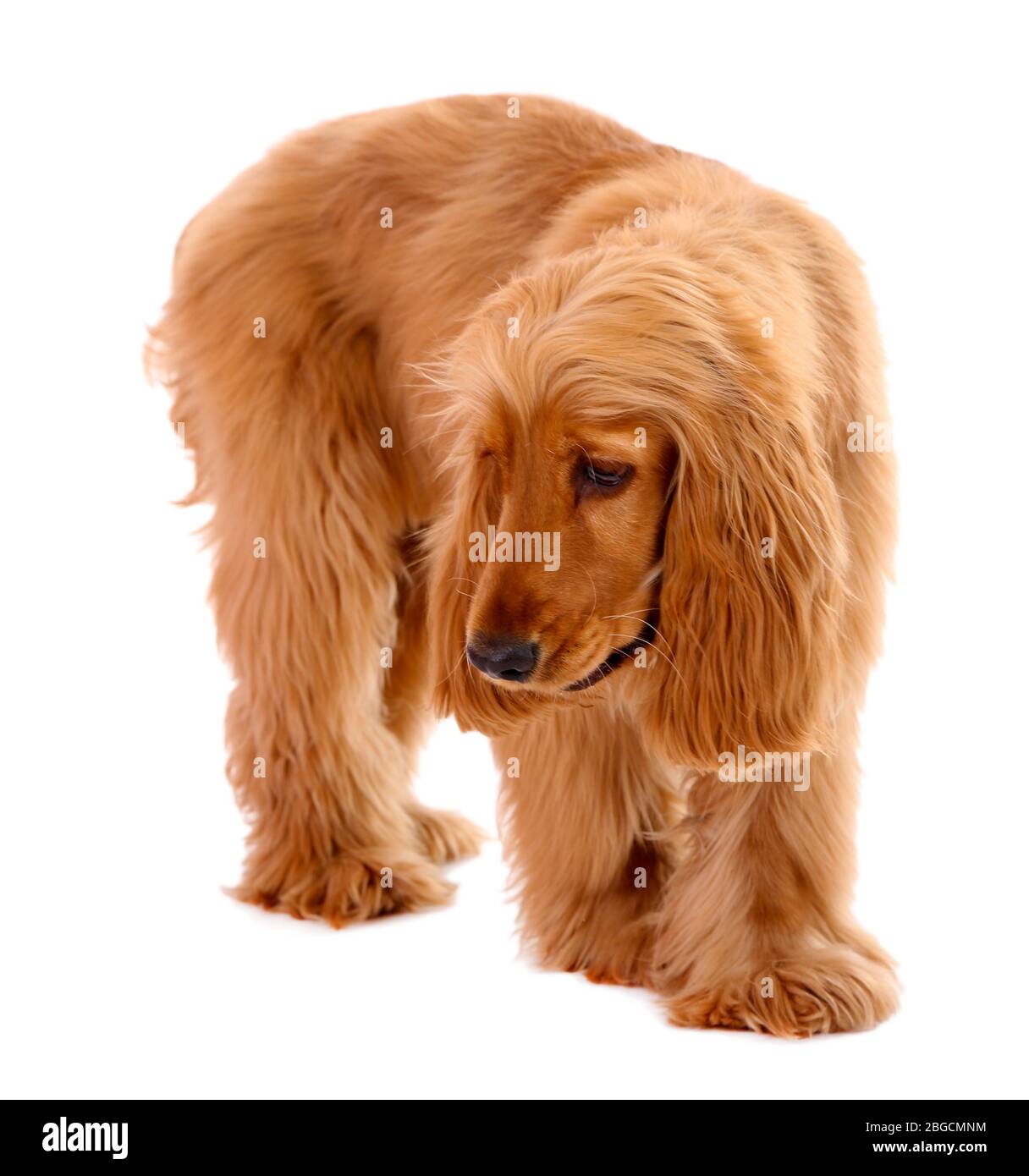 Beautiful cocker spaniel isolated on white Stock Photo - Alamy