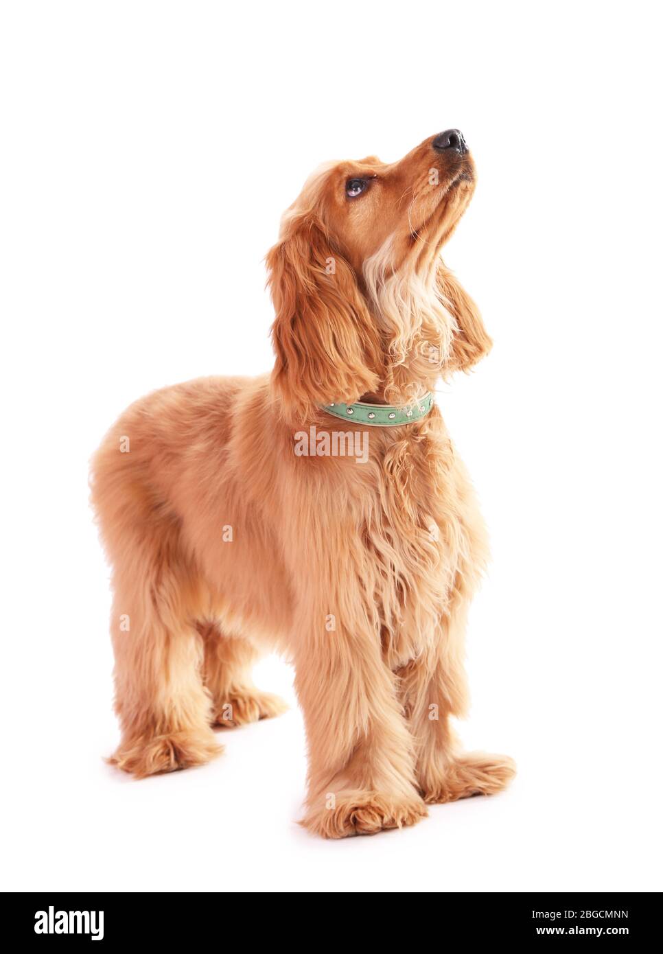 Beautiful cocker spaniel isolated on white Stock Photo - Alamy