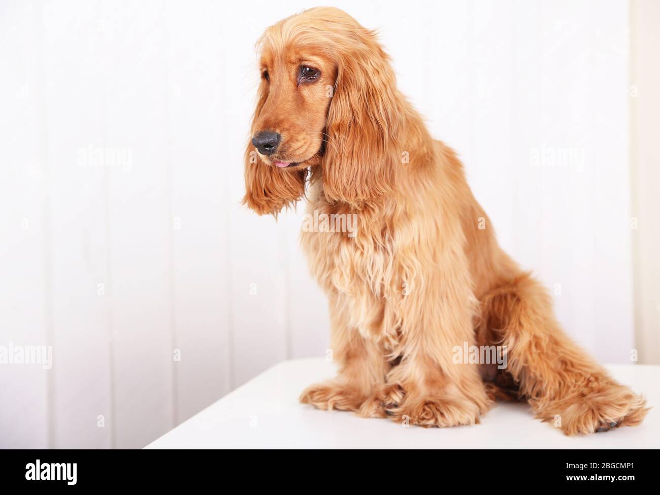 Beautiful cocker spaniel on white background Stock Photo - Alamy