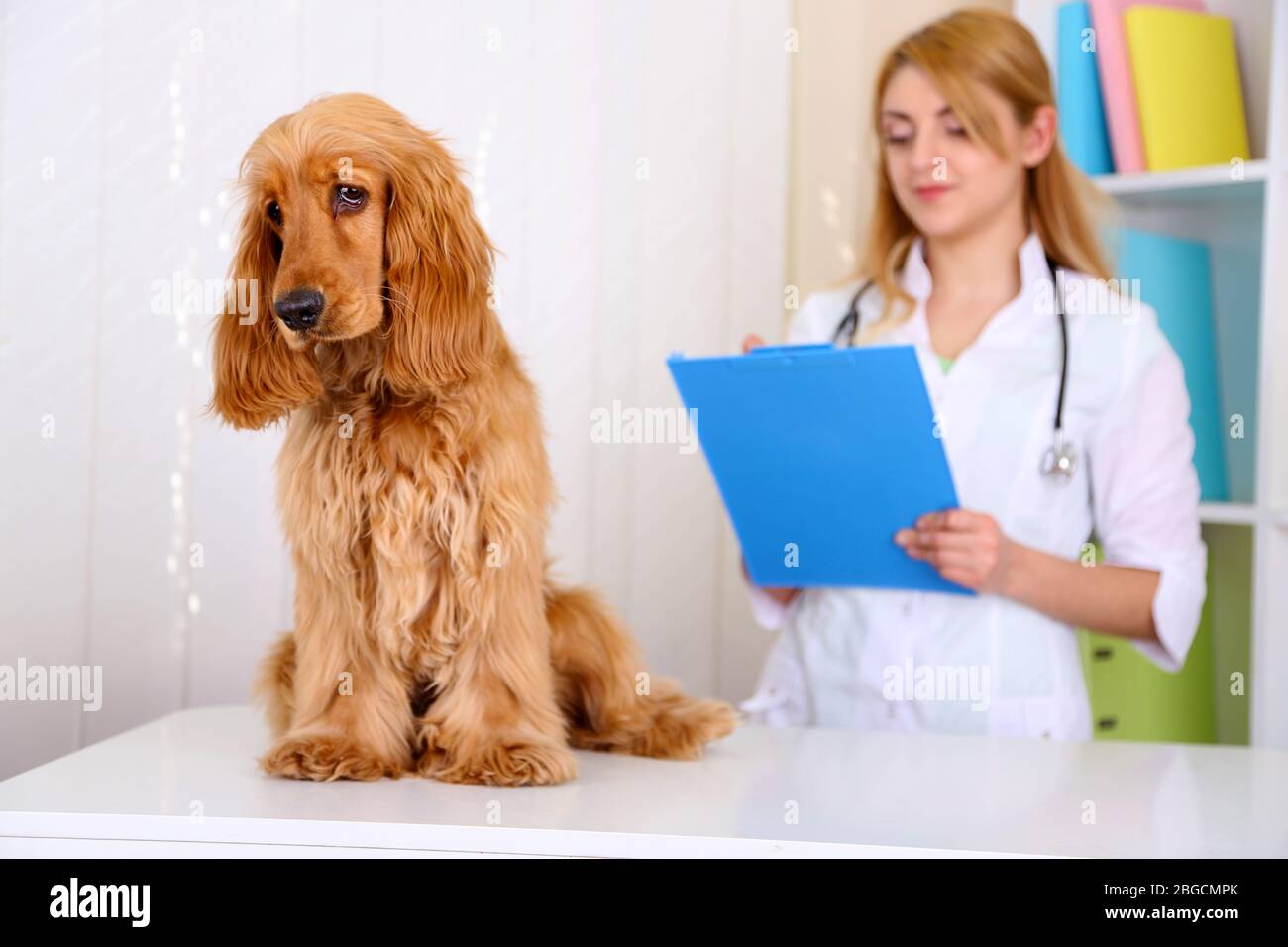 Beautiful young female veterinarian with dog in clinic Stock Photo - Alamy