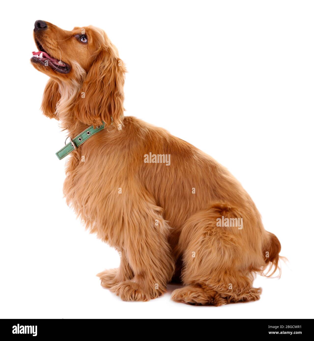 Beautiful cocker spaniel isolated on white Stock Photo - Alamy