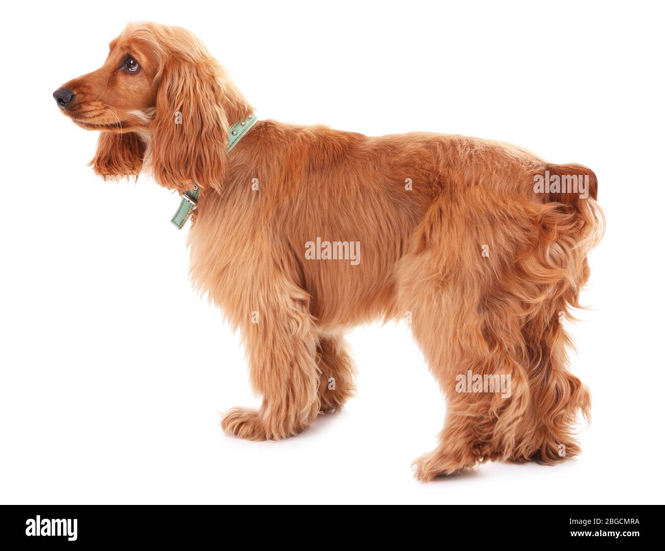 Beautiful cocker spaniel isolated on white Stock Photo - Alamy
