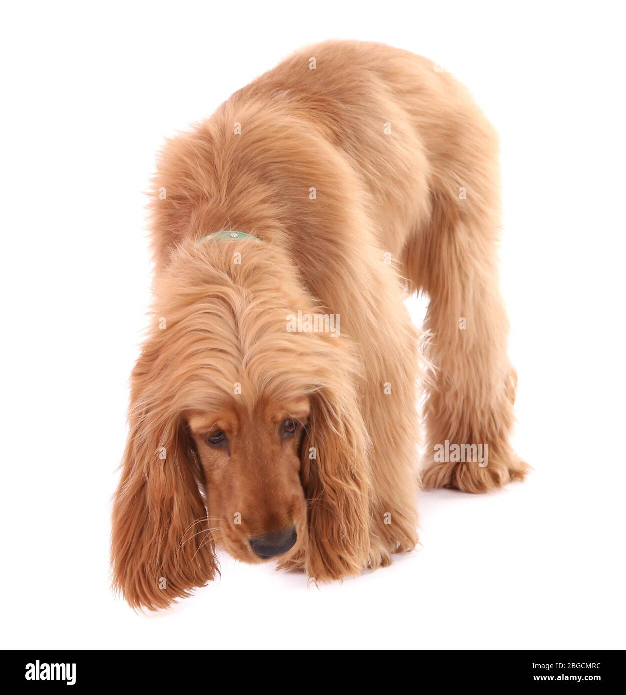 Beautiful cocker spaniel isolated on white Stock Photo - Alamy