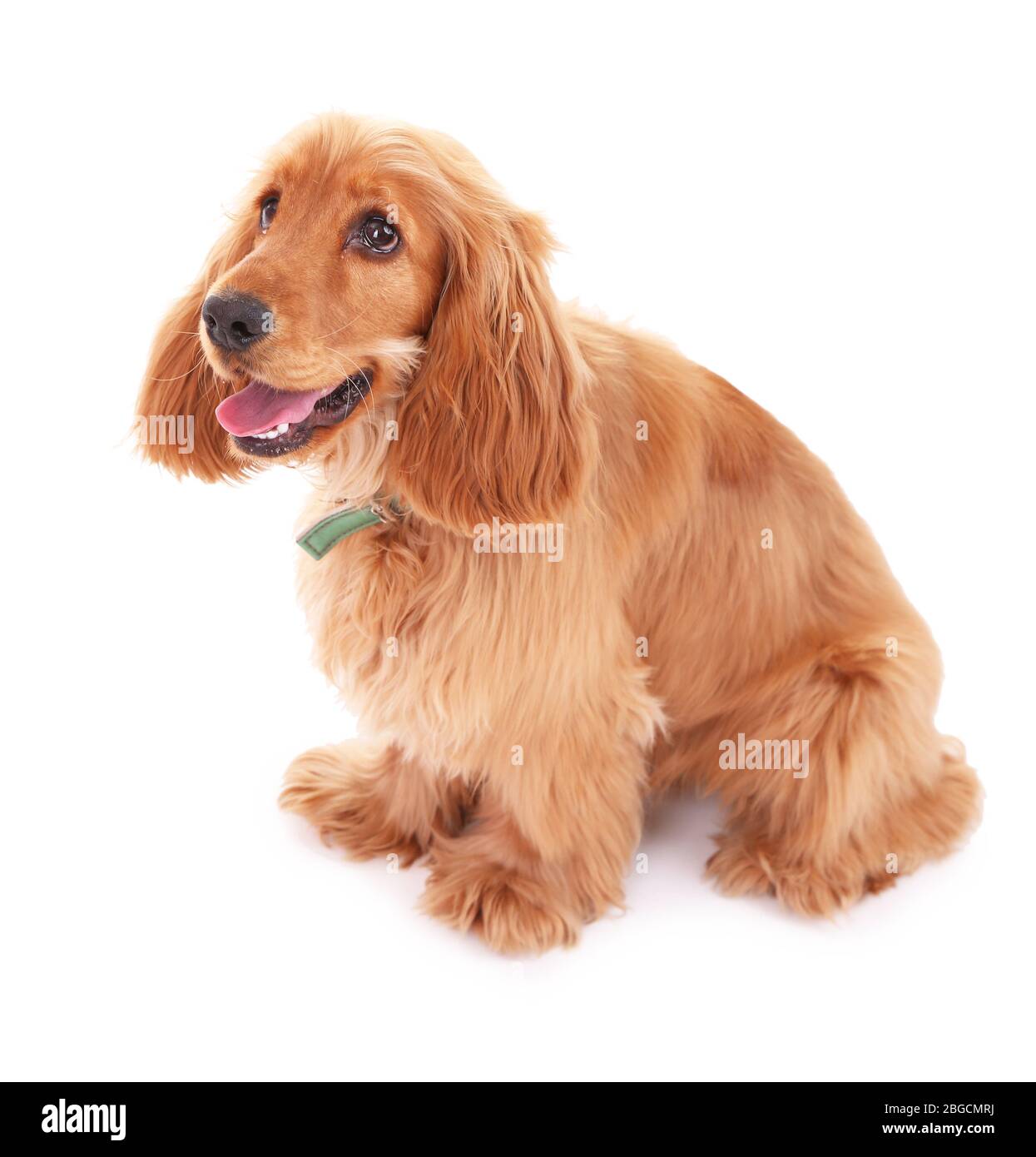 Beautiful cocker spaniel isolated on white Stock Photo - Alamy